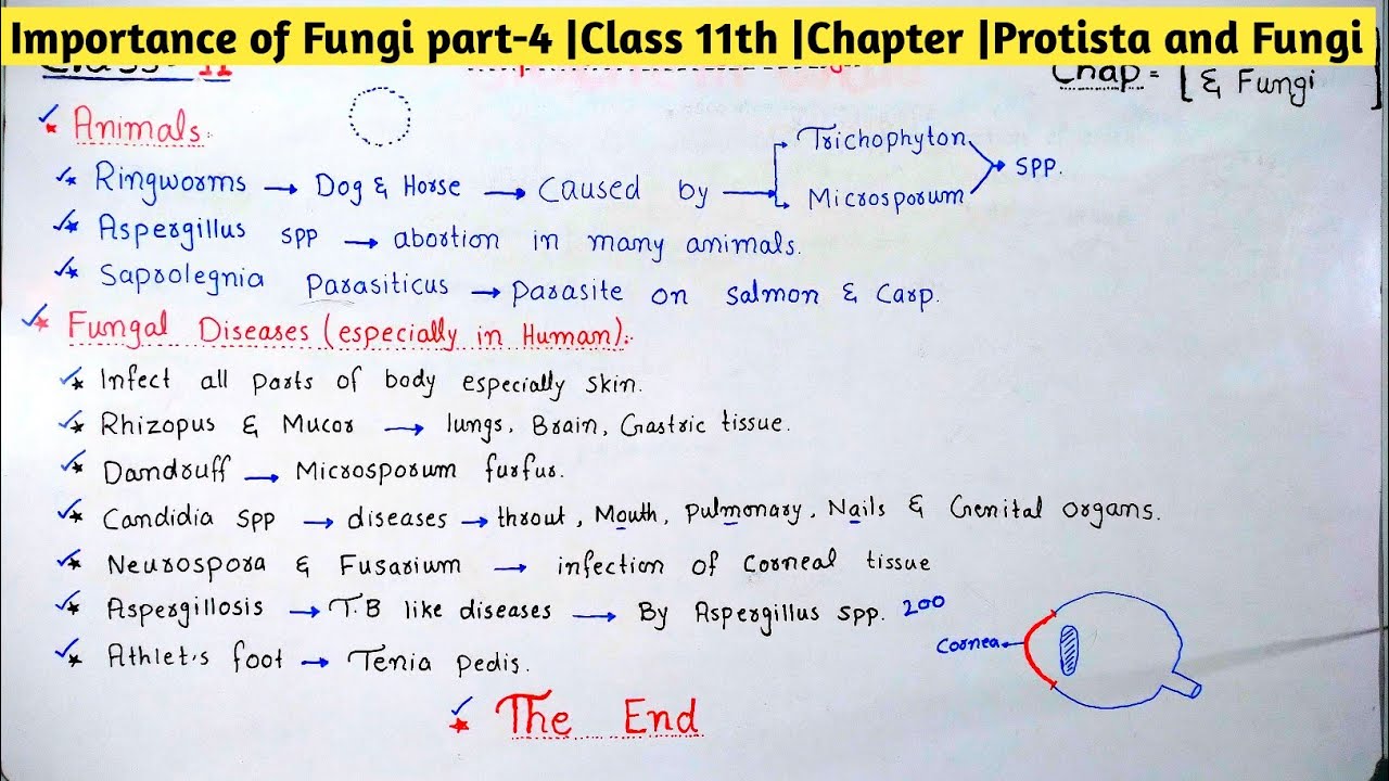 | Importance of Fungi part-4 |Class 11th |Chapter |Protista and Fungi ...