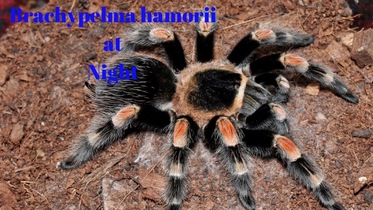 Tarantula at night Brachypelma hamorii Brachypelma smithi harry potter ...
