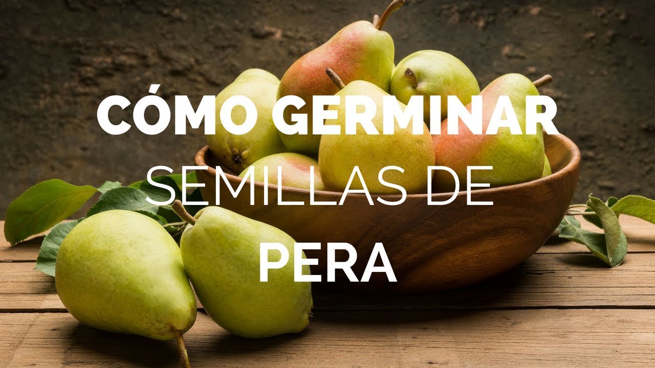Como germinar peras - YouTube