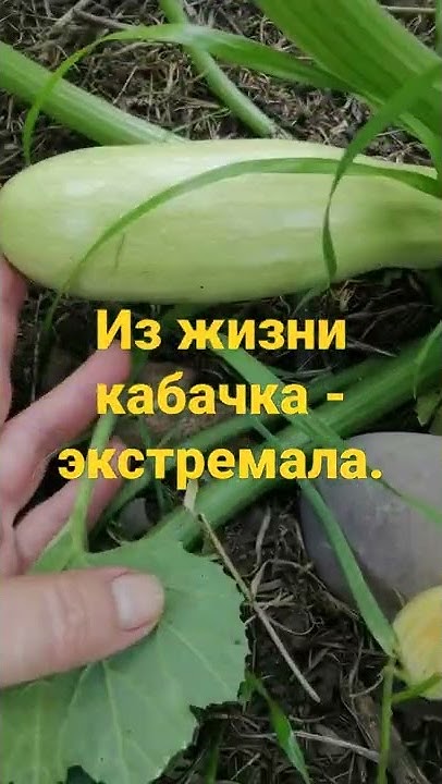 из жизни кабачка. Всё началось от семечки. - YouTube
