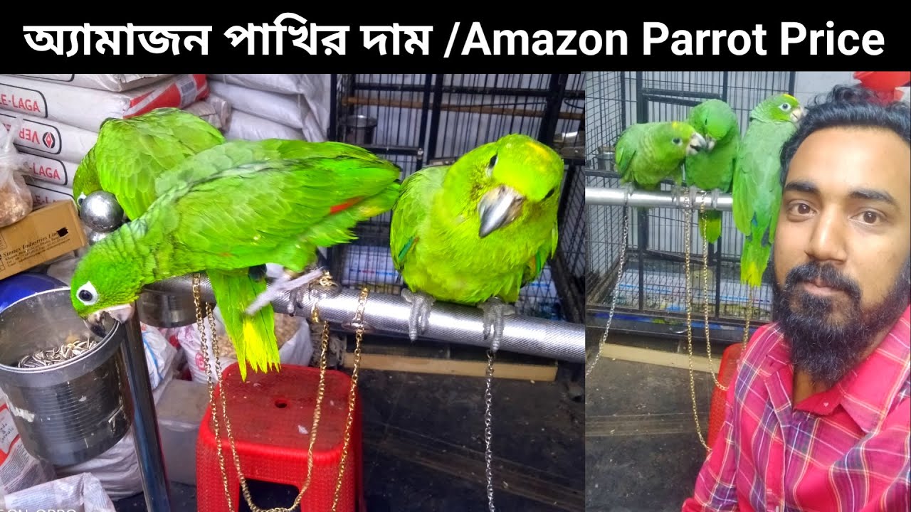 Amazon Parrots Price | অ্যামাজন পাখির দাম। - YouTube