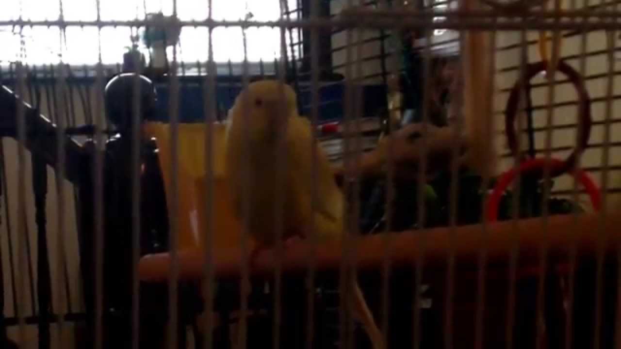 Parakeet dancing to music - YouTube