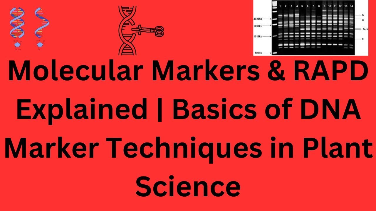 Molecular Markers & RAPD Explained | Basics of DNA Marker Techniques in ...