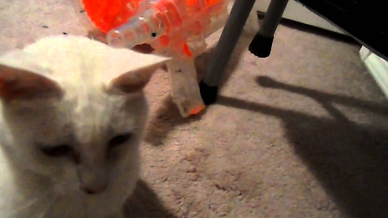 my cat cosmo - YouTube