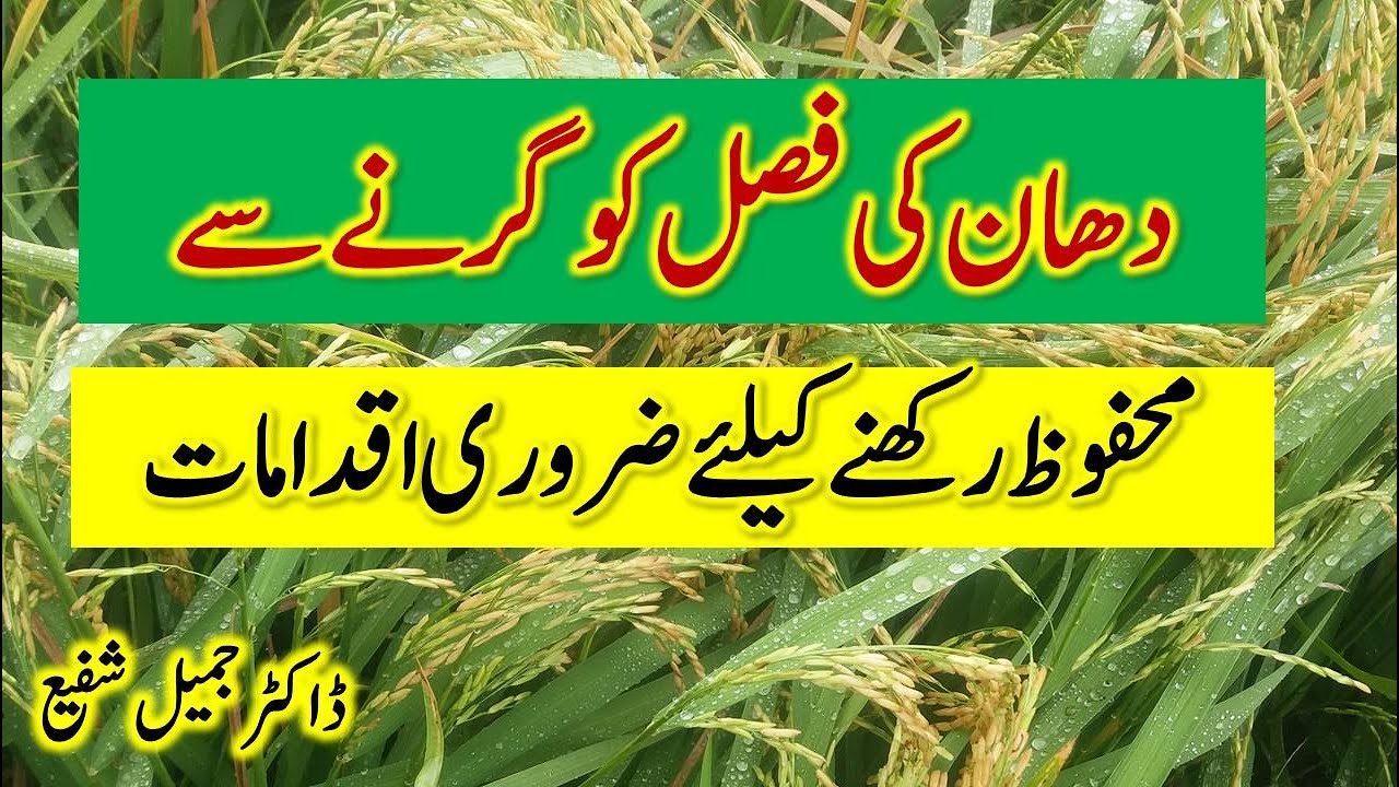 How to prevent lodging in rice | prevent lodging in paddy crop | Dr ...