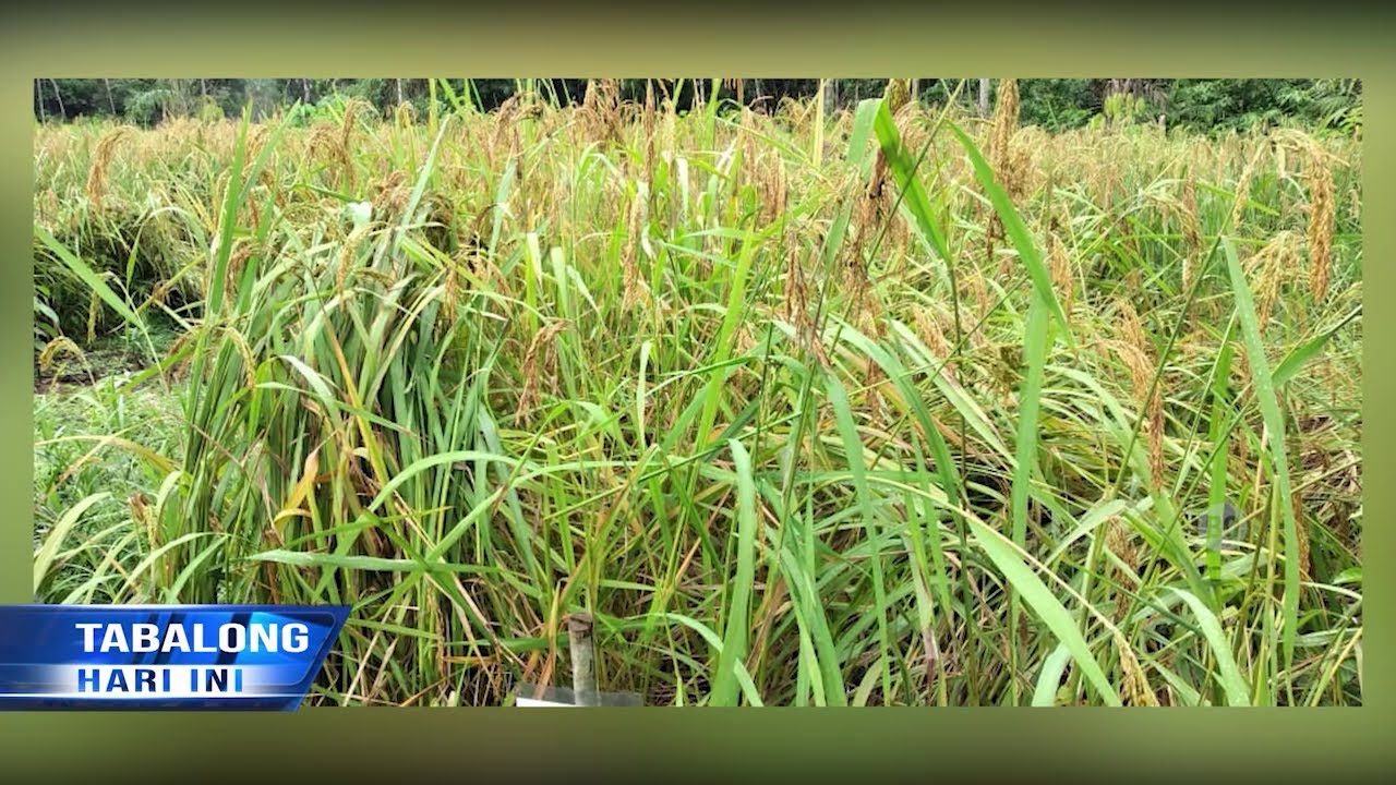 5 Varietas Padi Gogo Lokal Tabalong Diuji Karakterisasi - YouTube