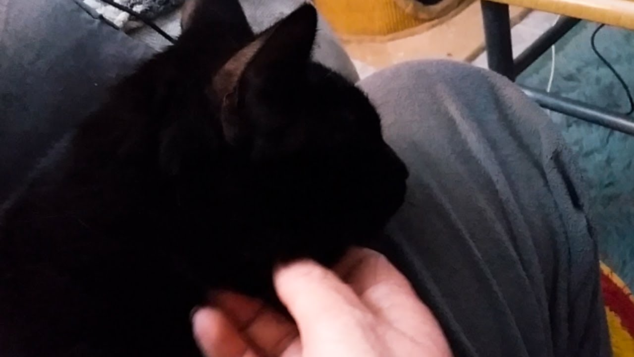 Cute Cat enjoys Nose Scratches. Jules - YouTube