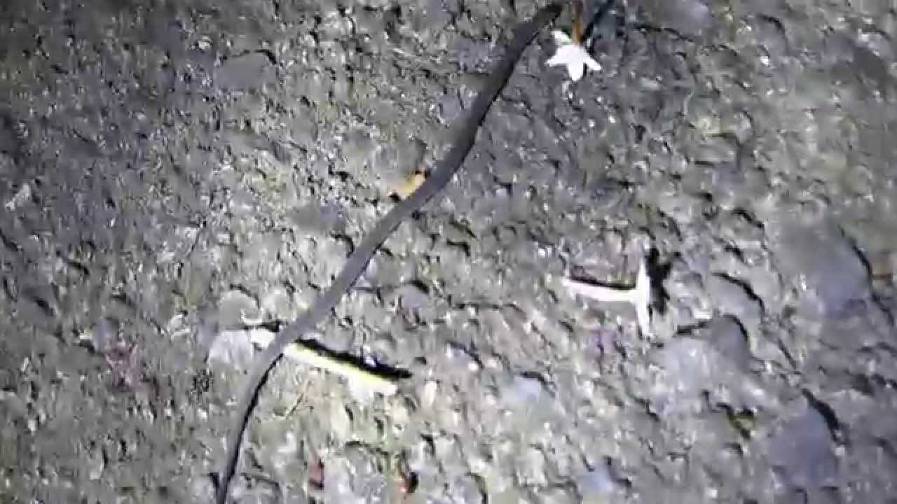 棕脊蛇 Achalinus rufescens - YouTube