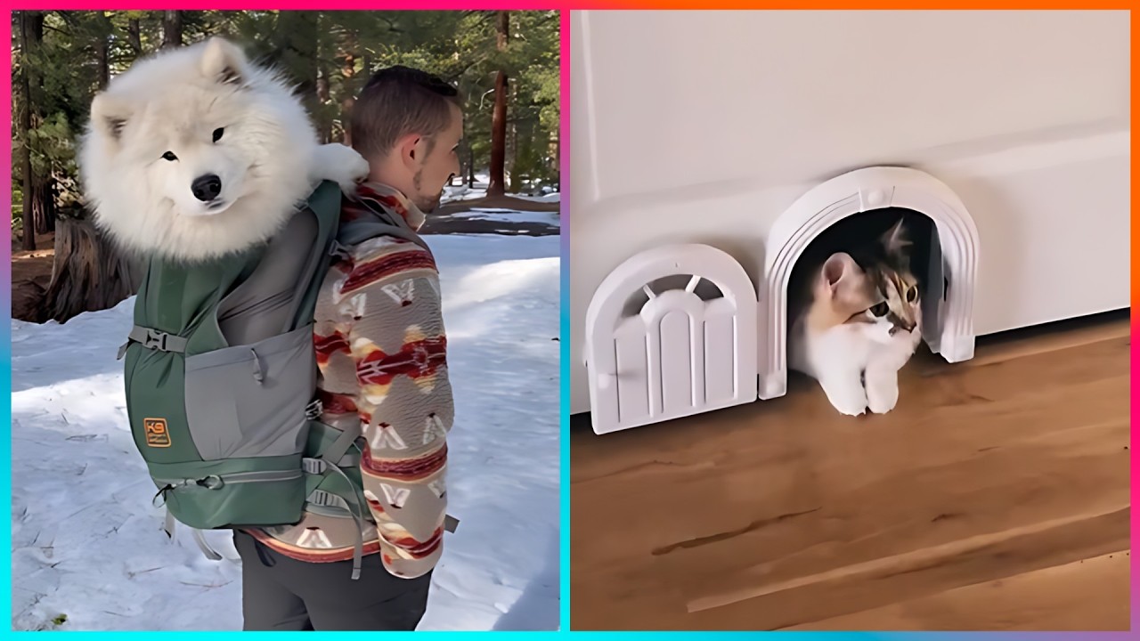 Creative Pet-Inspired Ideas That Are At Another Level 3 - YouTube