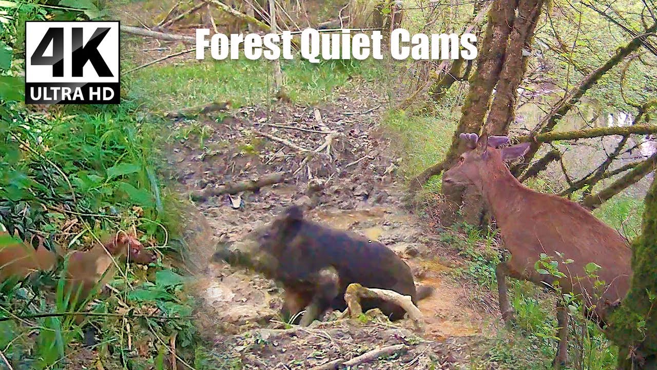 Wild Boars, Stags & Rare Encounters Caught on Trail Camera | Forest ...