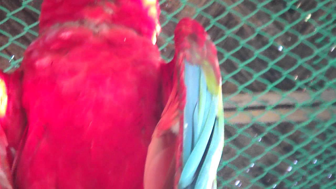 Macaw & many Parrots in BD Safary Park by A H Shovo Dhaka Bangladesh ...