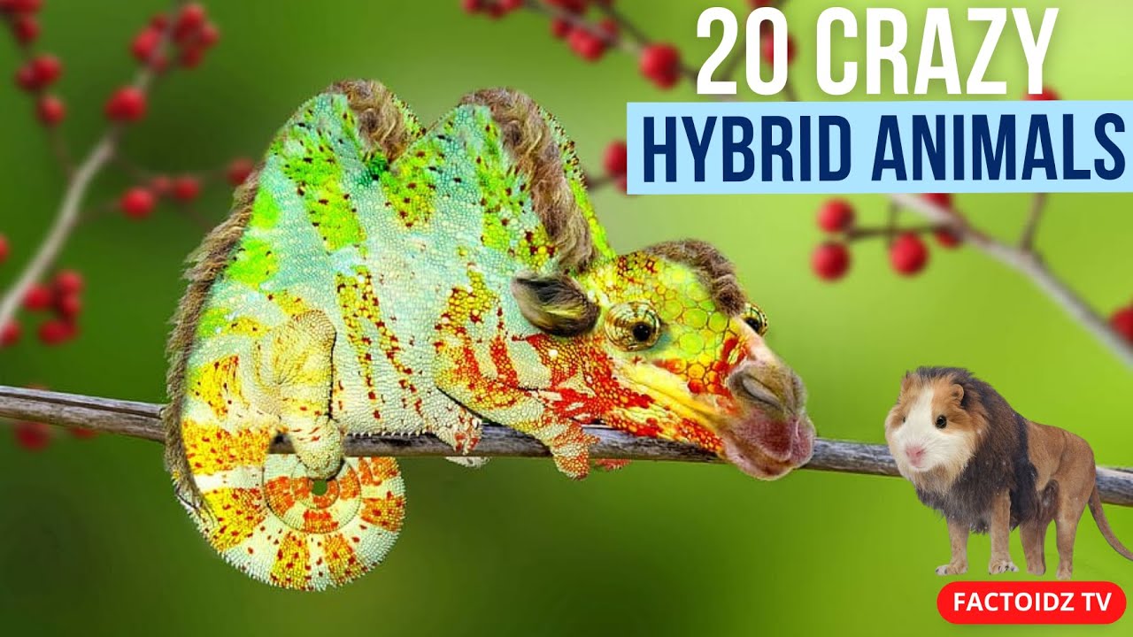 20 CRAZY Hybrid Animals Created by Scientists Ever! You Won't Believe ...