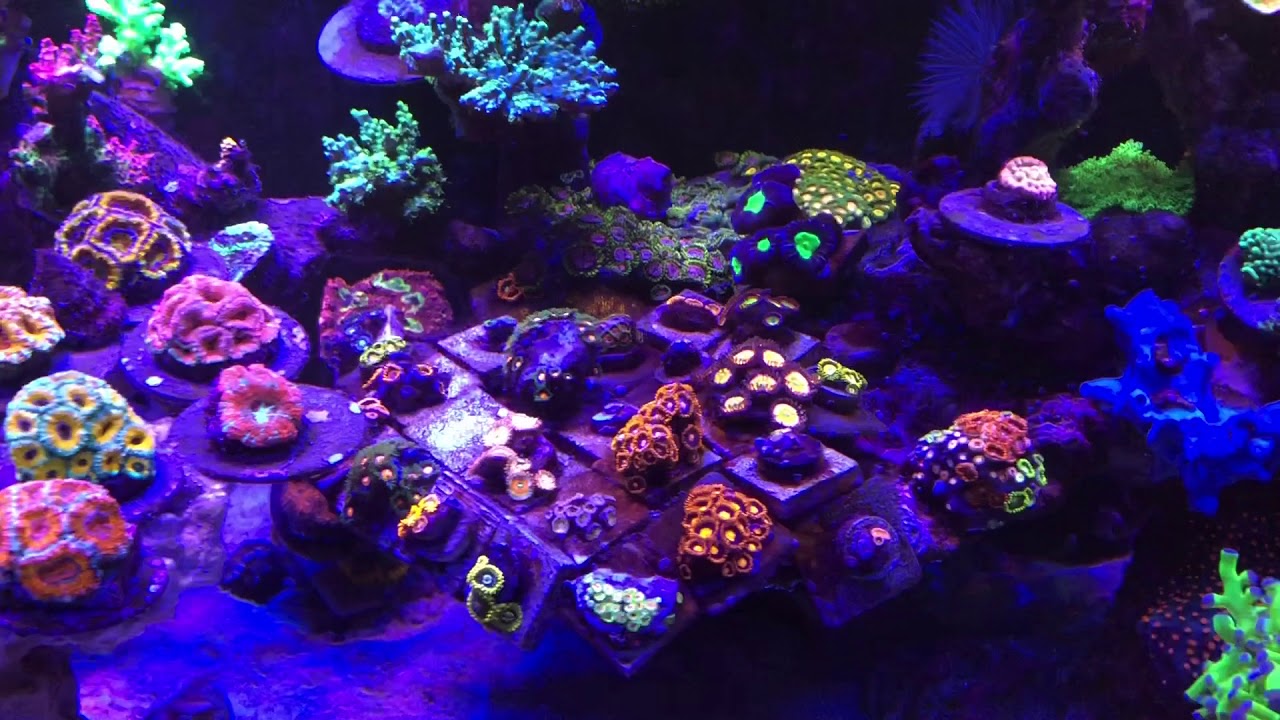 Beautiful Mixed Reef - YouTube
