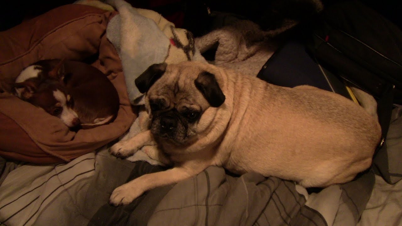 Happy Trucker Pug - YouTube
