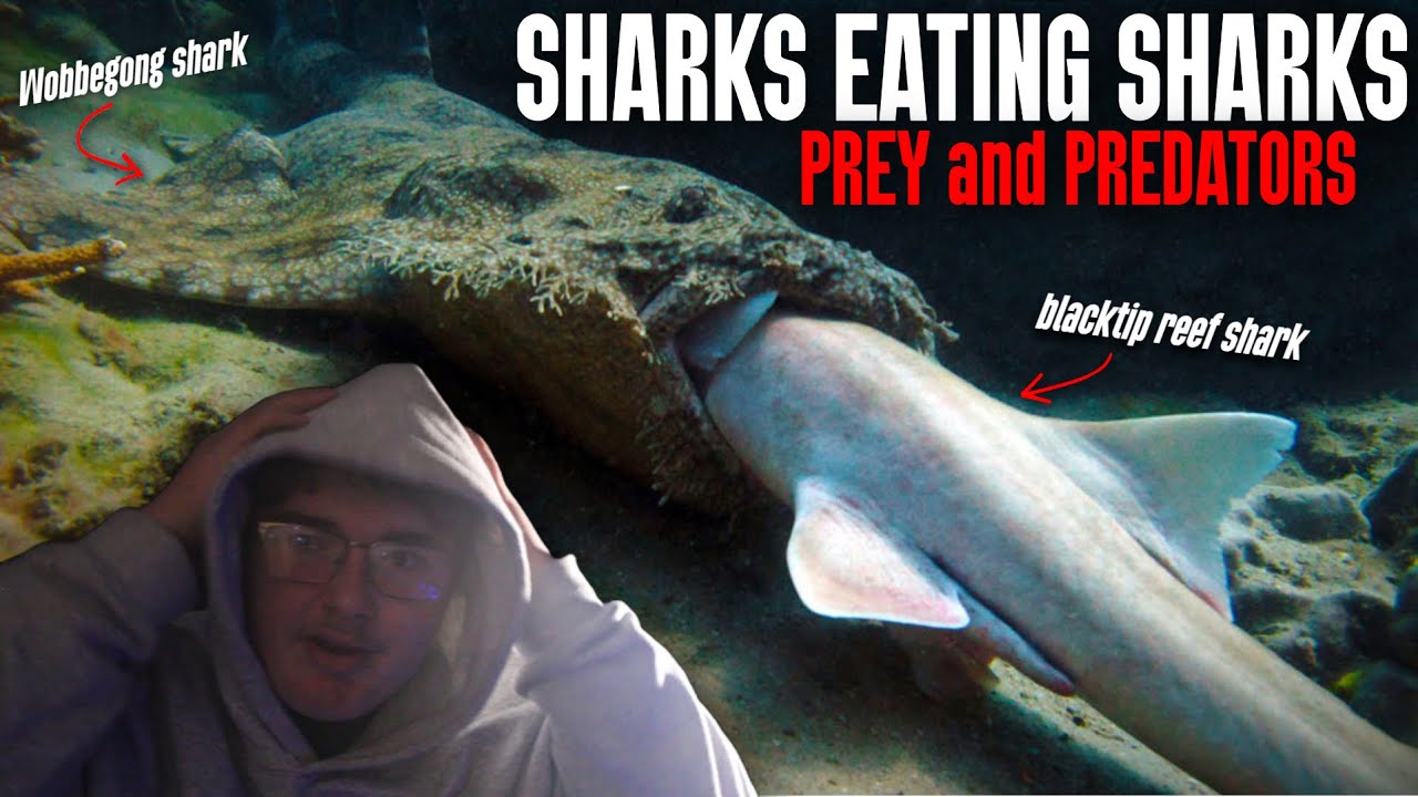 SHARKS are PREY AND PREDATORS ... (yes they are cannibals) - YouTube