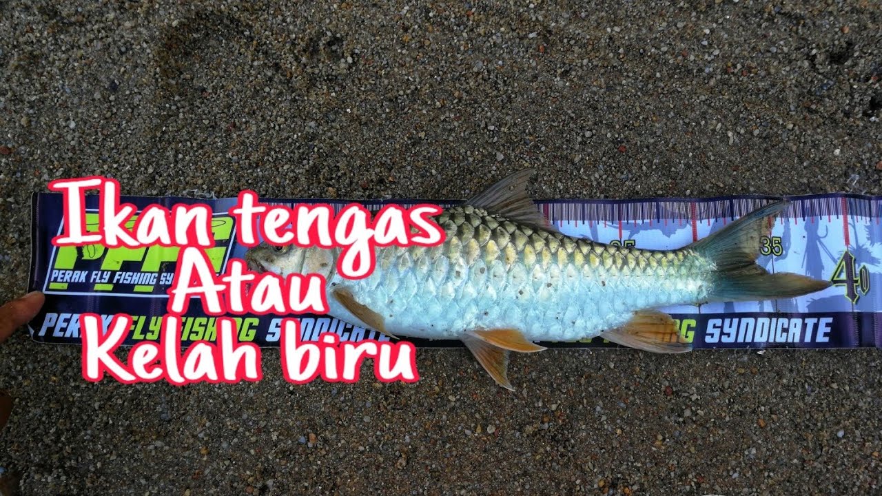 Tengas atau kelah biru - YouTube