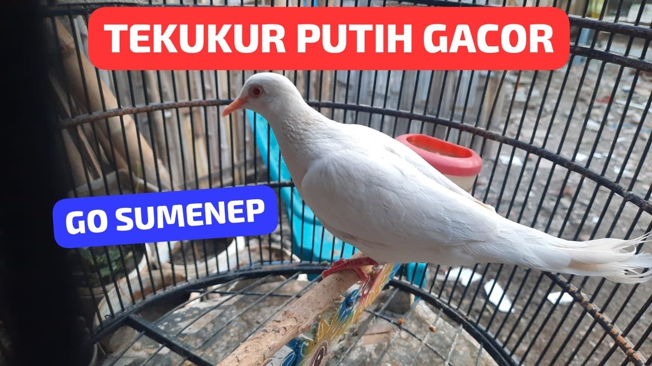 Tekukur Putih Gacor Go Sumenep #tekukurindonesia #tekukurwarna - YouTube