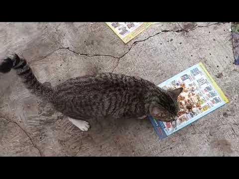 Kelakuan bocil yang selalu bikin kangen dan gemes @Wiwitlesdiati - YouTube