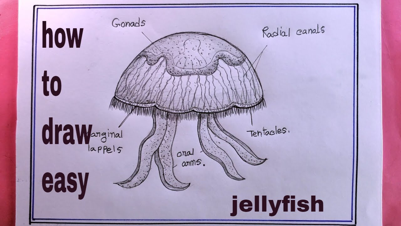 how to draw jellyfish easy step by step/jellyfish drawing - YouTube