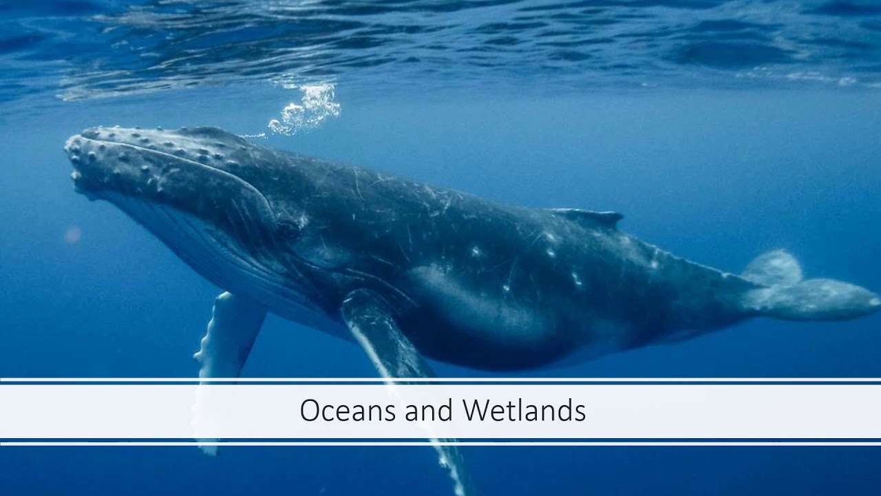 Where Plants and Animals live - YouTube