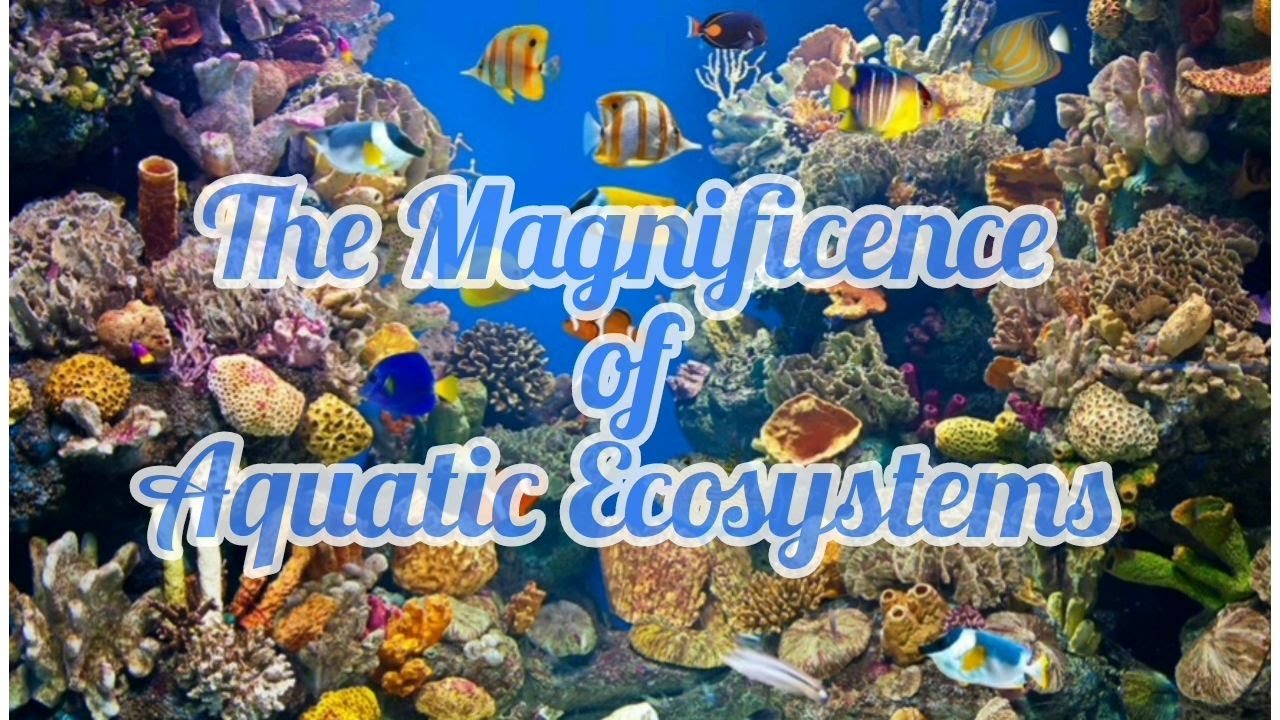 Dr. Vick | Exploring Aquatic Ecosystems - YouTube