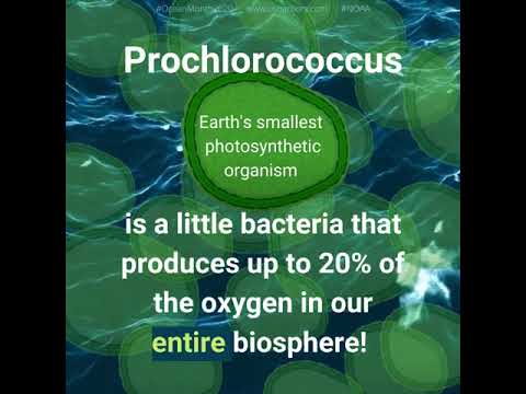 Prochlorococcus: Earth's Smallest Photosynthetic Organism - YouTube
