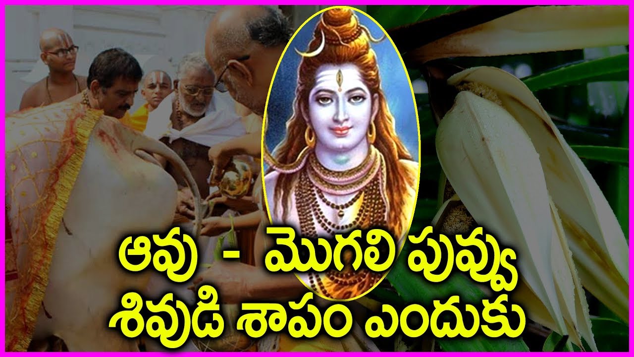 Why is The Curse Of Lord Shiva To Cow & Mogali Puvvu | Unknown Facts ...