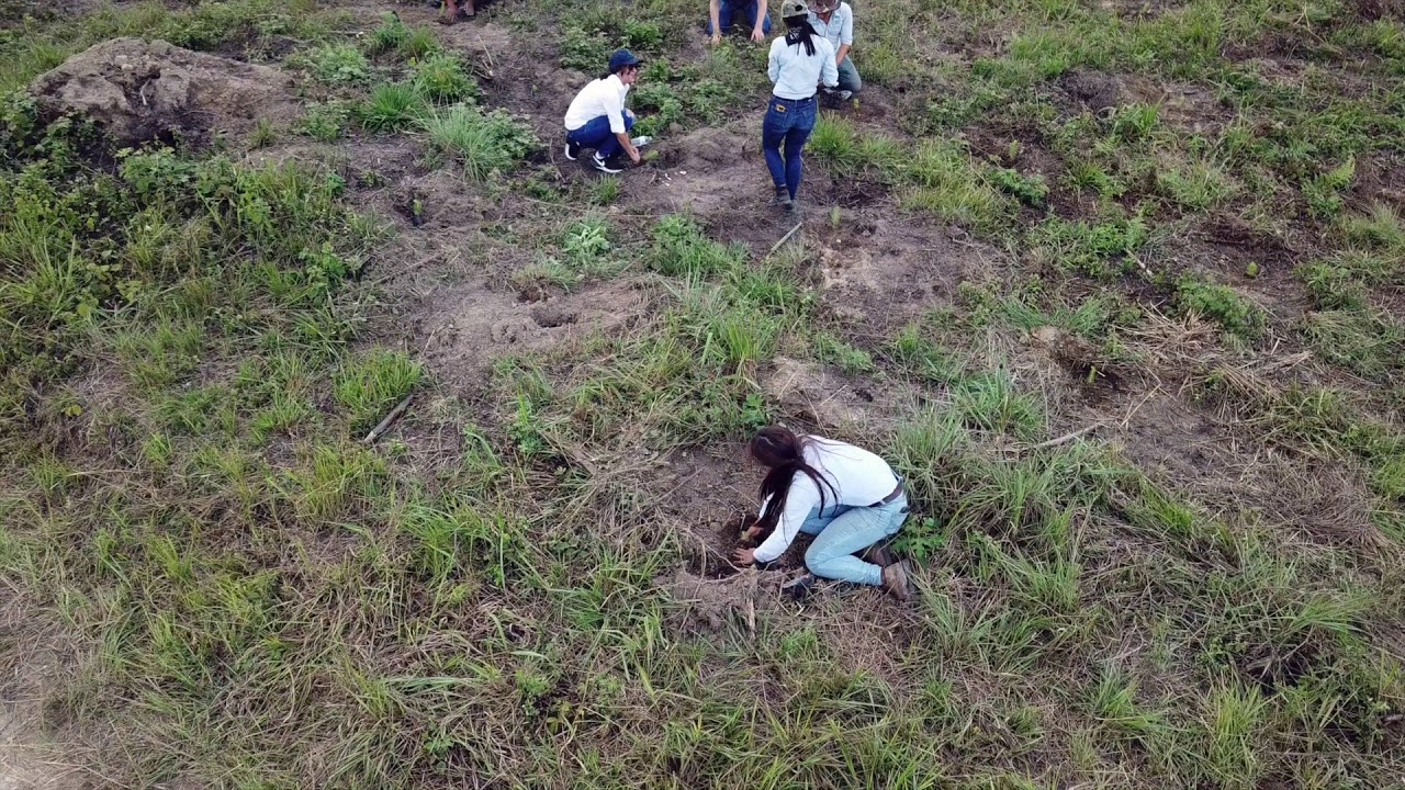 Three Tree Pledge Planting 2019 by Better Wood Products - YouTube