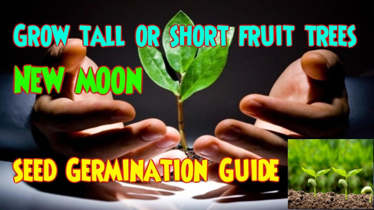Grow tall or short fruit trees, new moon seed Germination Guide, - YouTube