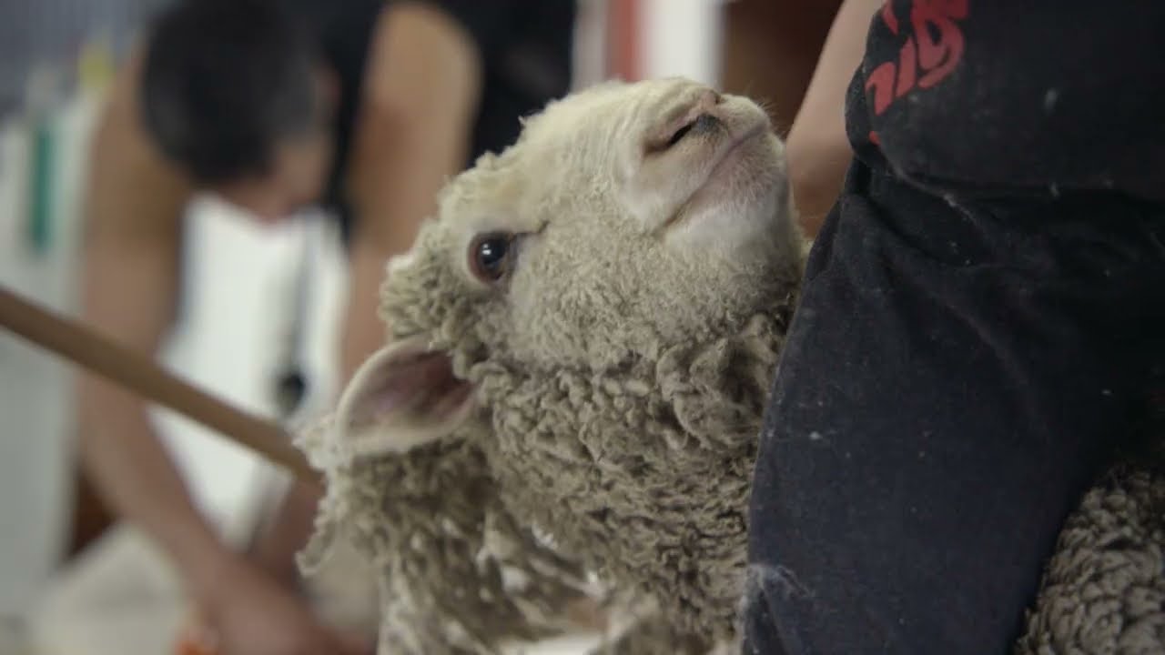 Do happier sheep make better wool? - YouTube