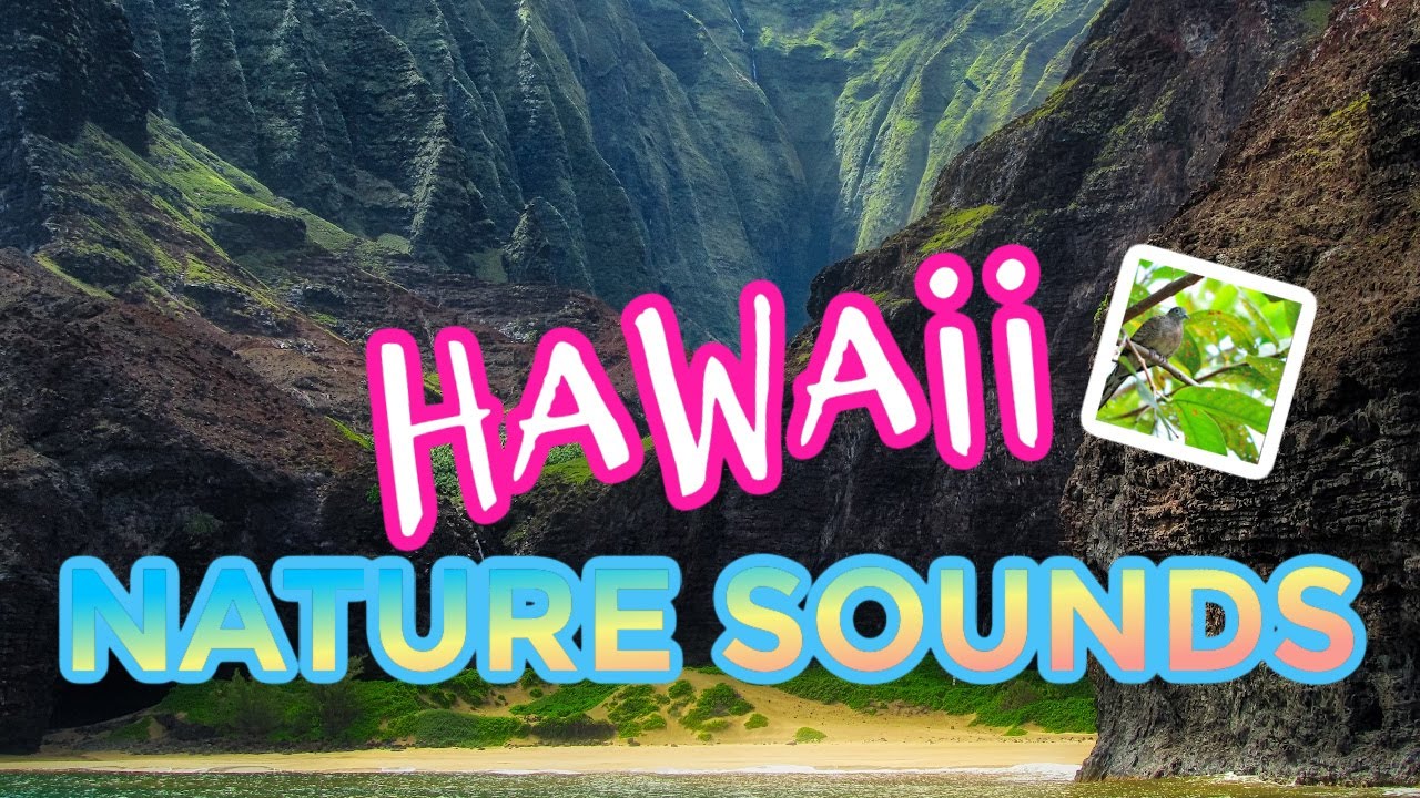 ASMR Maui Dove Sounds | Reiki Music | Hawaii Nature Sounds - YouTube