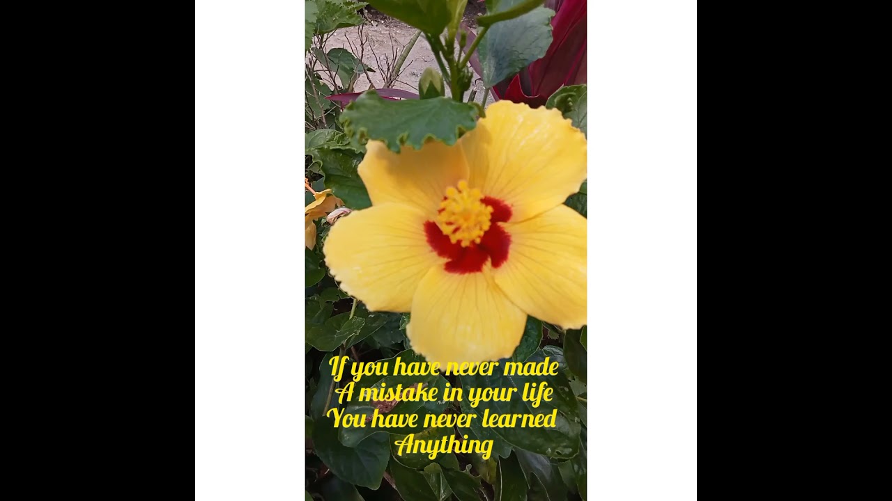Hibiscus,Petunia,Vinca/Plant Collection with inspirational quotes - YouTube