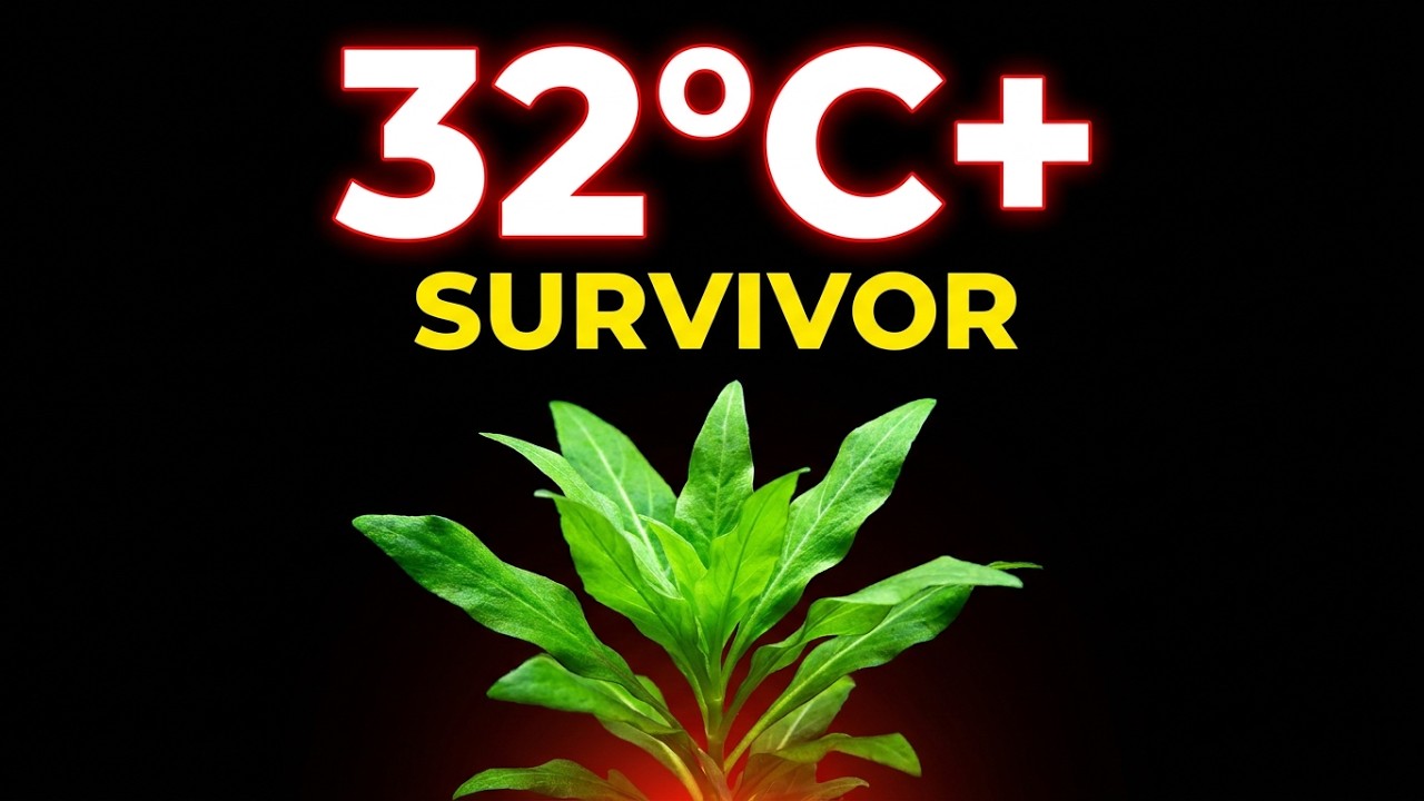 Your Fish Tank Is Too HOT? 10 Aquarium Plants That Won't Melt in Warm ...