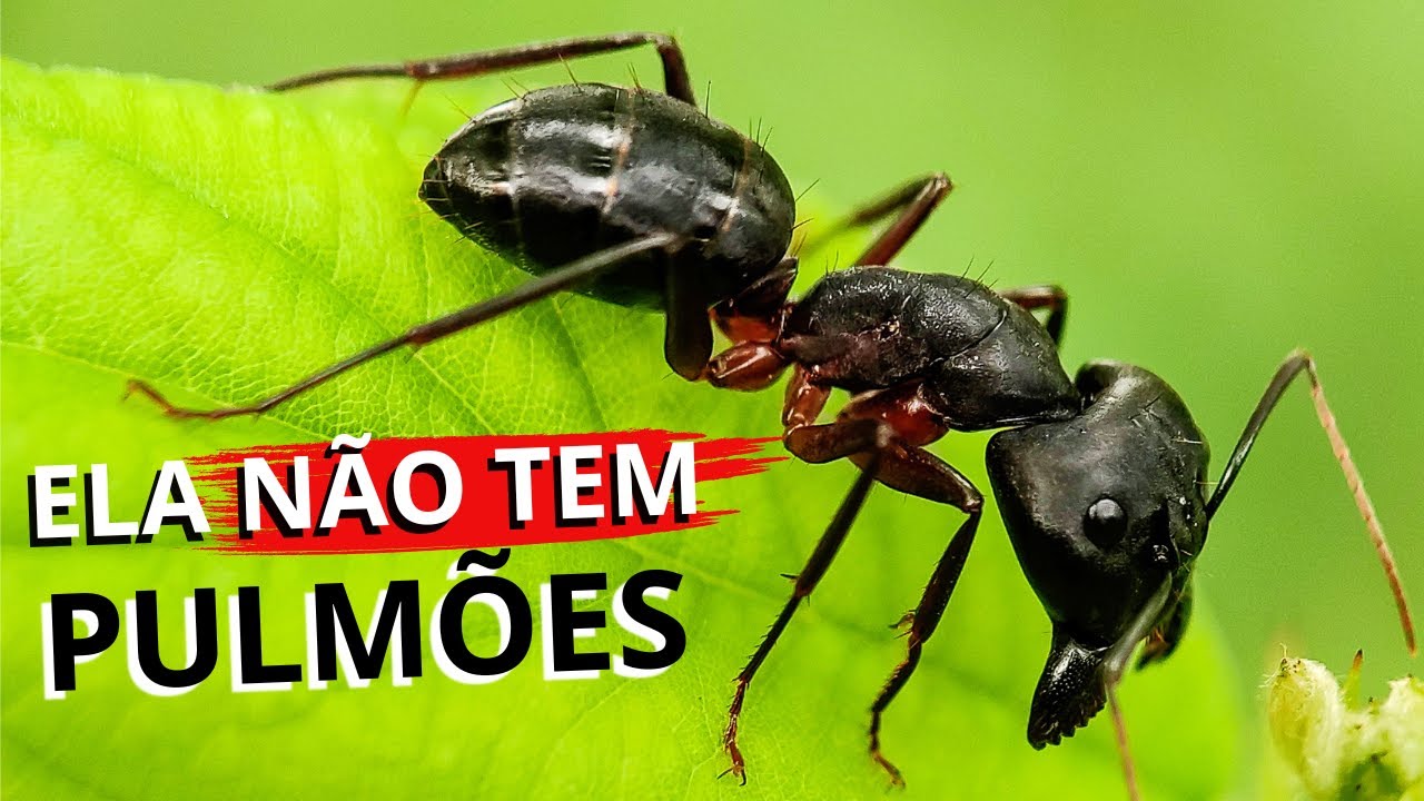 Formigas: Da anatomia à superforça, tudo que você precisa saber! - YouTube