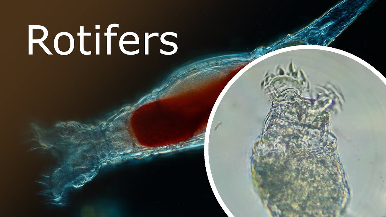 All About Rotifers: Anatomy and Habitat. Rotaria Macrura Under a ...