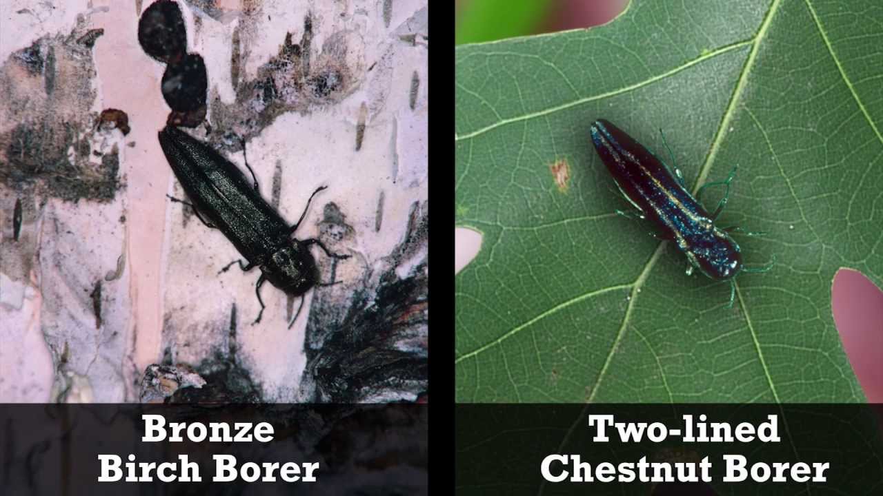 Emerald Ash Borer ID (Outsmart App) - YouTube