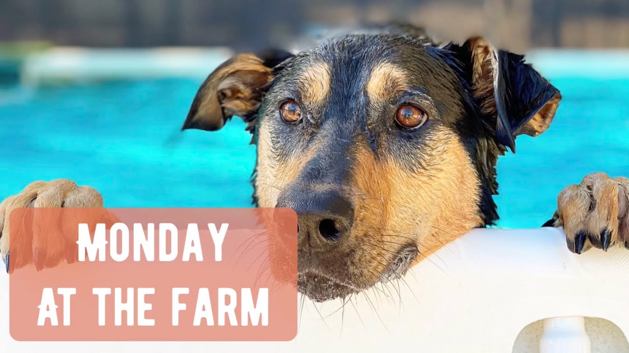 Monday at the farm - YouTube