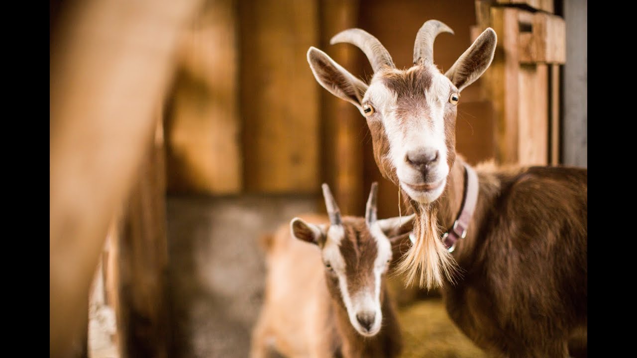 Goat farming Basic info - YouTube