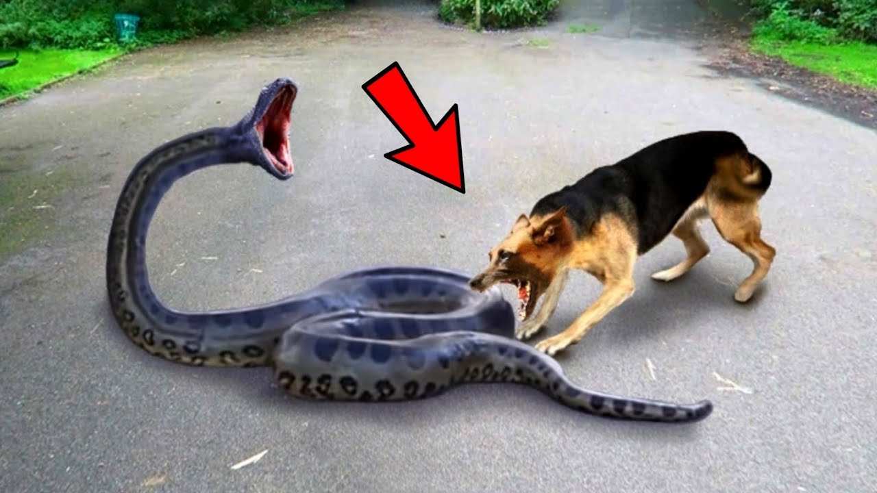 Snake Vs Dog | Gaint snake Vs Gaint Dog | Big Dog Real Fight 2023 ...
