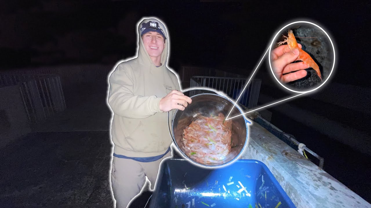 OVERNIGHT Shrimping in the Florida Keys! (hundreds of shrimp) - YouTube