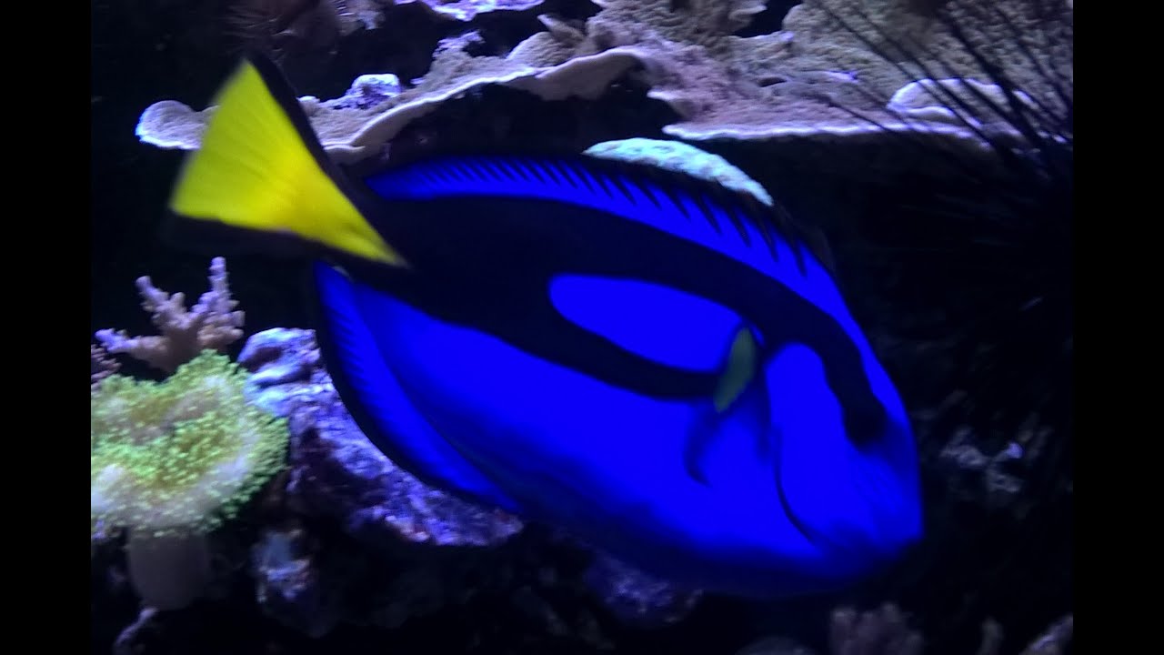 Blue Tangs Bred in Captivity - YouTube