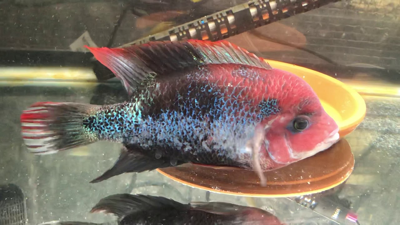 Showing off colors after water change. - YouTube