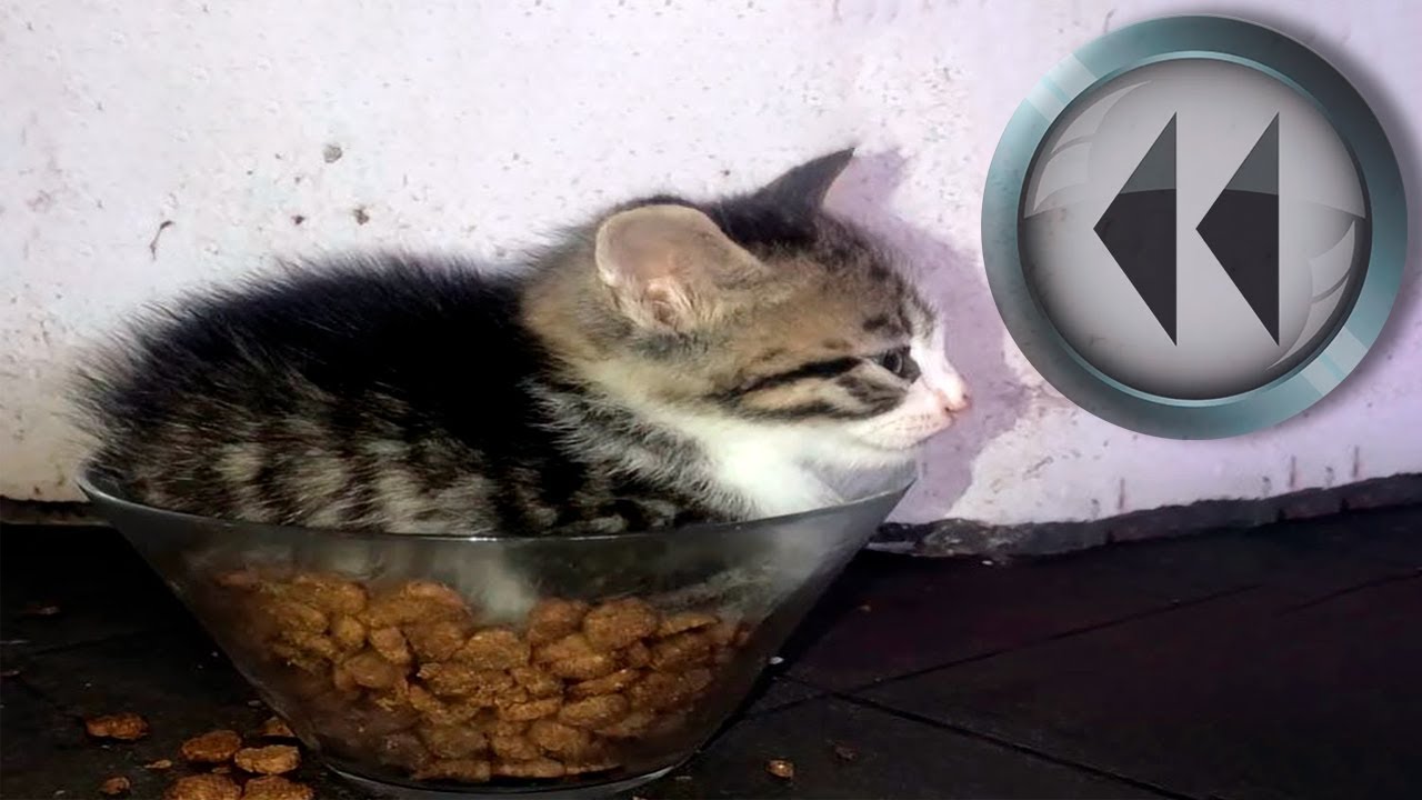 funny cats with single braincell [reverse] - YouTube