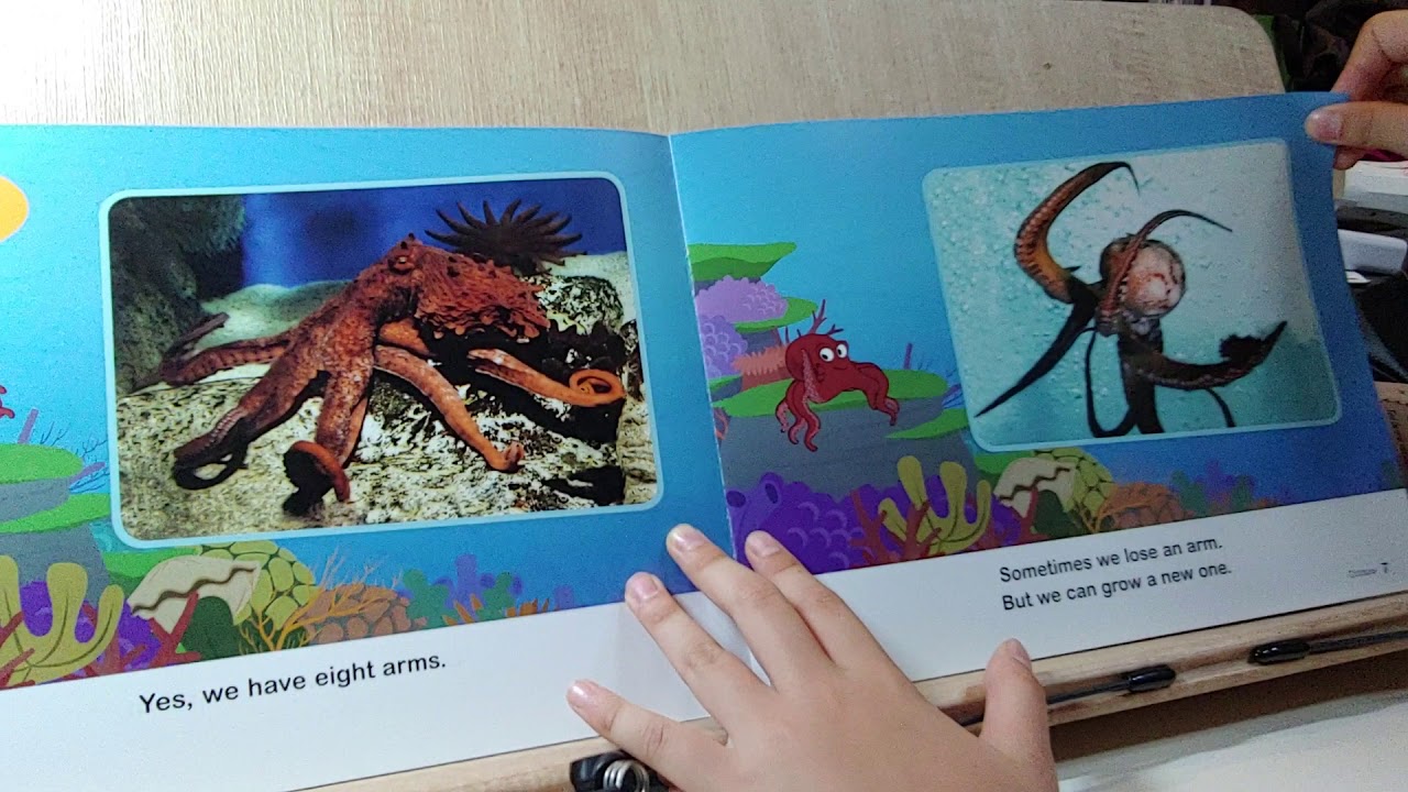 [Little Fox] Octopus - YouTube