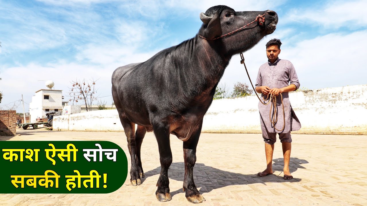 Super Quality Murrah Bull SIDHU BULL Budh Singh Wala from Dairy farm of ...