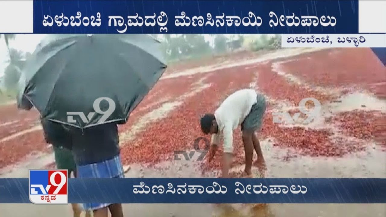 Heavy Rain Destroys Red Chilli Crop In Bellary | ಬಳ್ಳಾರಿ ಏಳುಬೆಂಚಿ ...