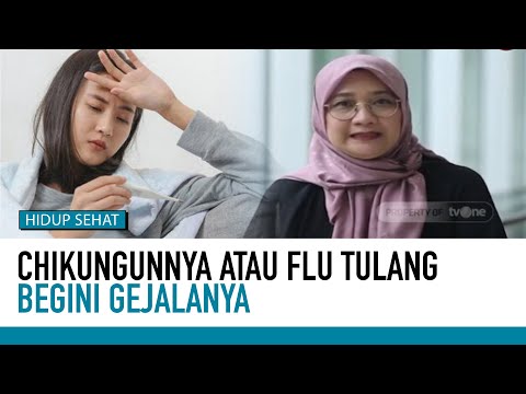 Demam Chikungunya Gejala, dan Penyebabnya | Deteksi Penyakit