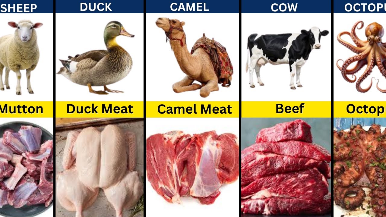 Animals and Their Meat: Exploring Delicious Comparison - YouTube