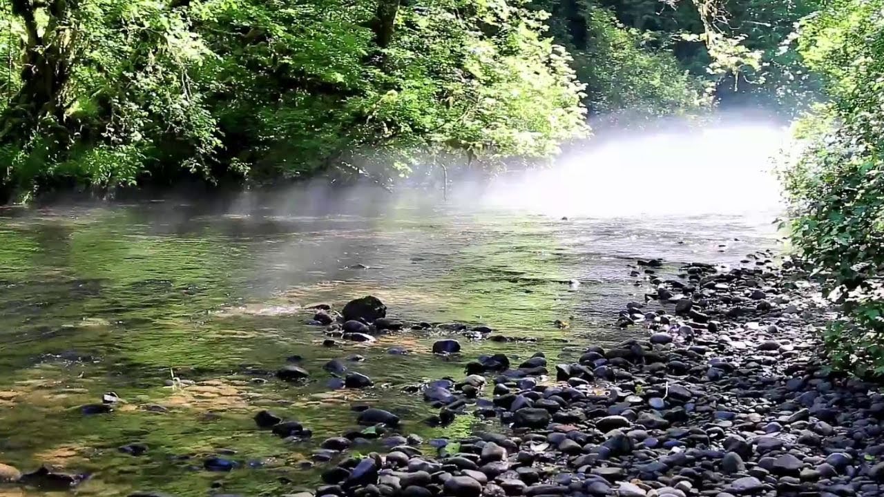 Tranquil Stream and Forest Ambience | Soothing Nature Sounds for ...