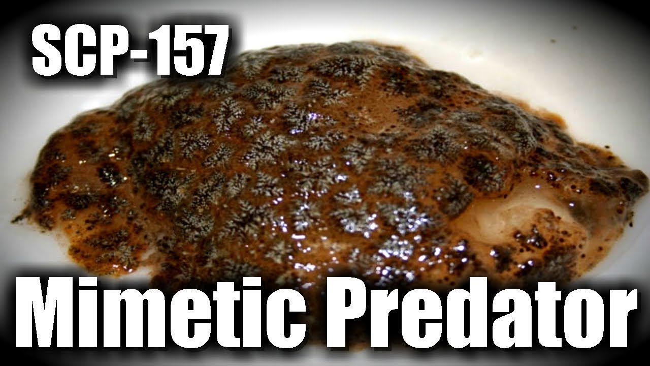 SCP-157 Mimetic Predator | object class euclid - YouTube